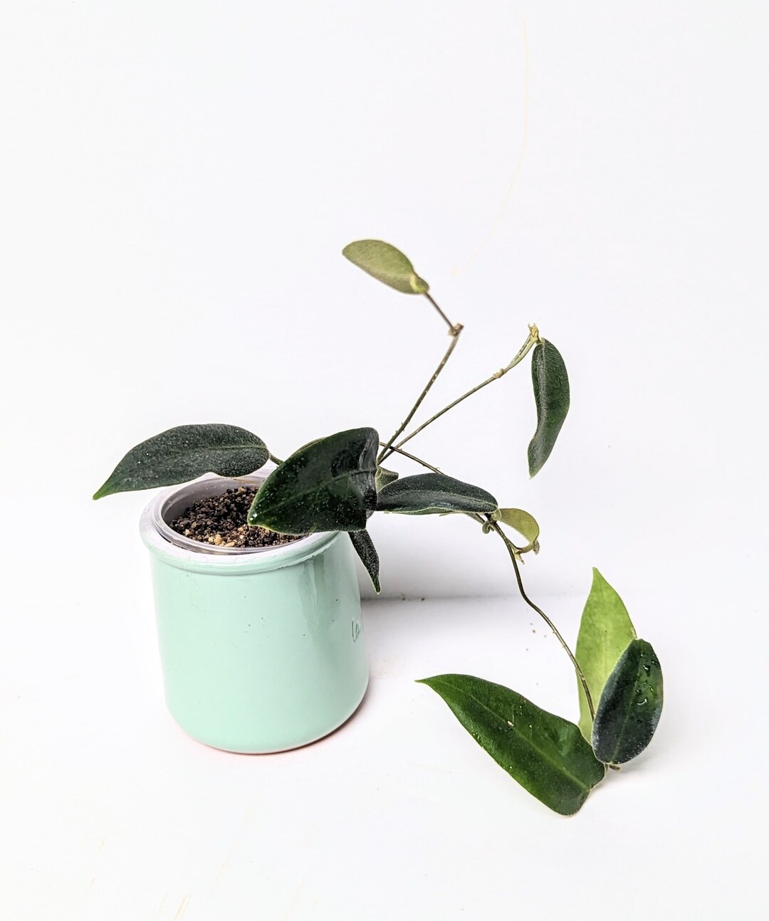 Hoya Patella pink multiple Plants - Etsy