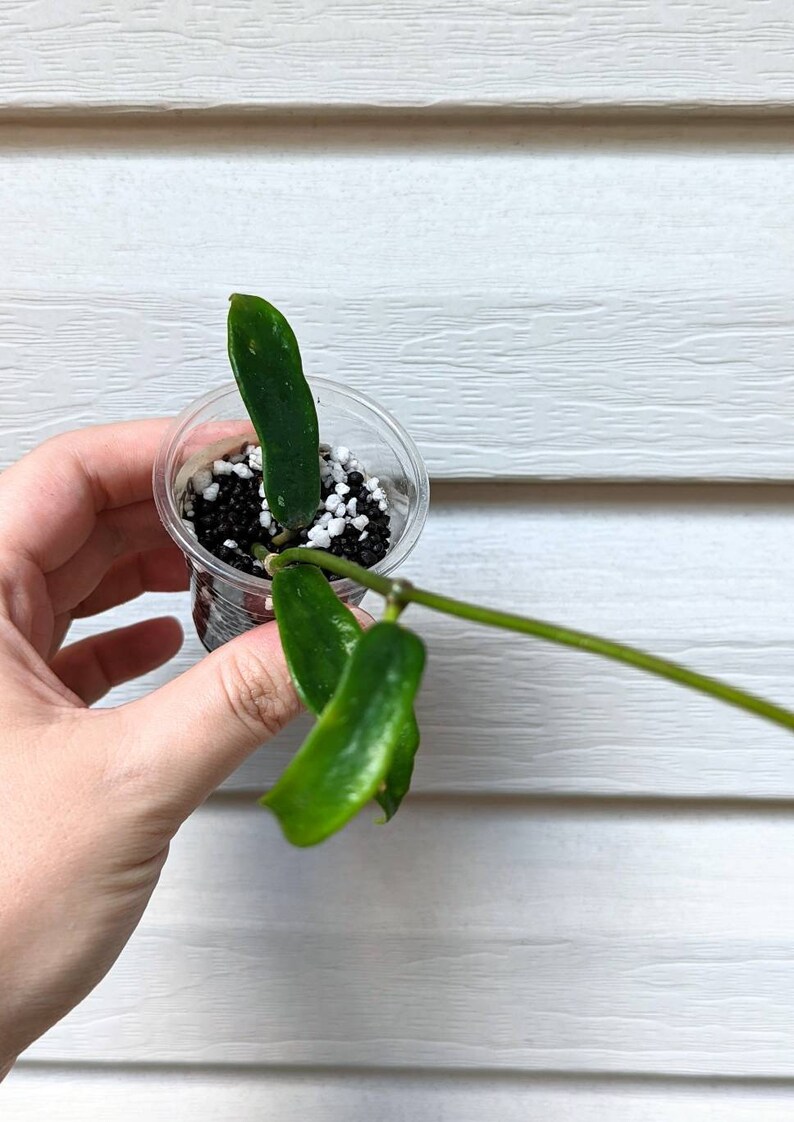 Hoya Rostellata Aka Hummingbird - Etsy