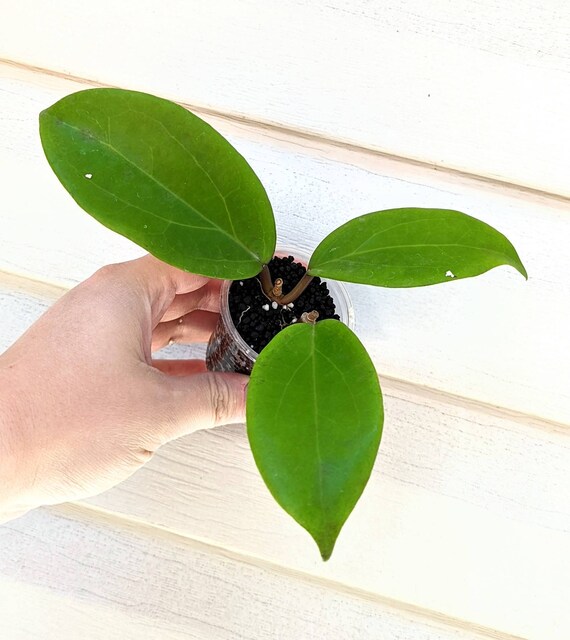 Hoya Dr. IBOK SMS 2 Plants - Etsy
