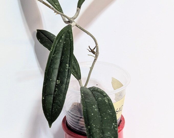 Hoya Rigidifolia 'splash' - Etsy