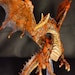 Adult Red Dragon, Dungeons & Dragons - Etsy