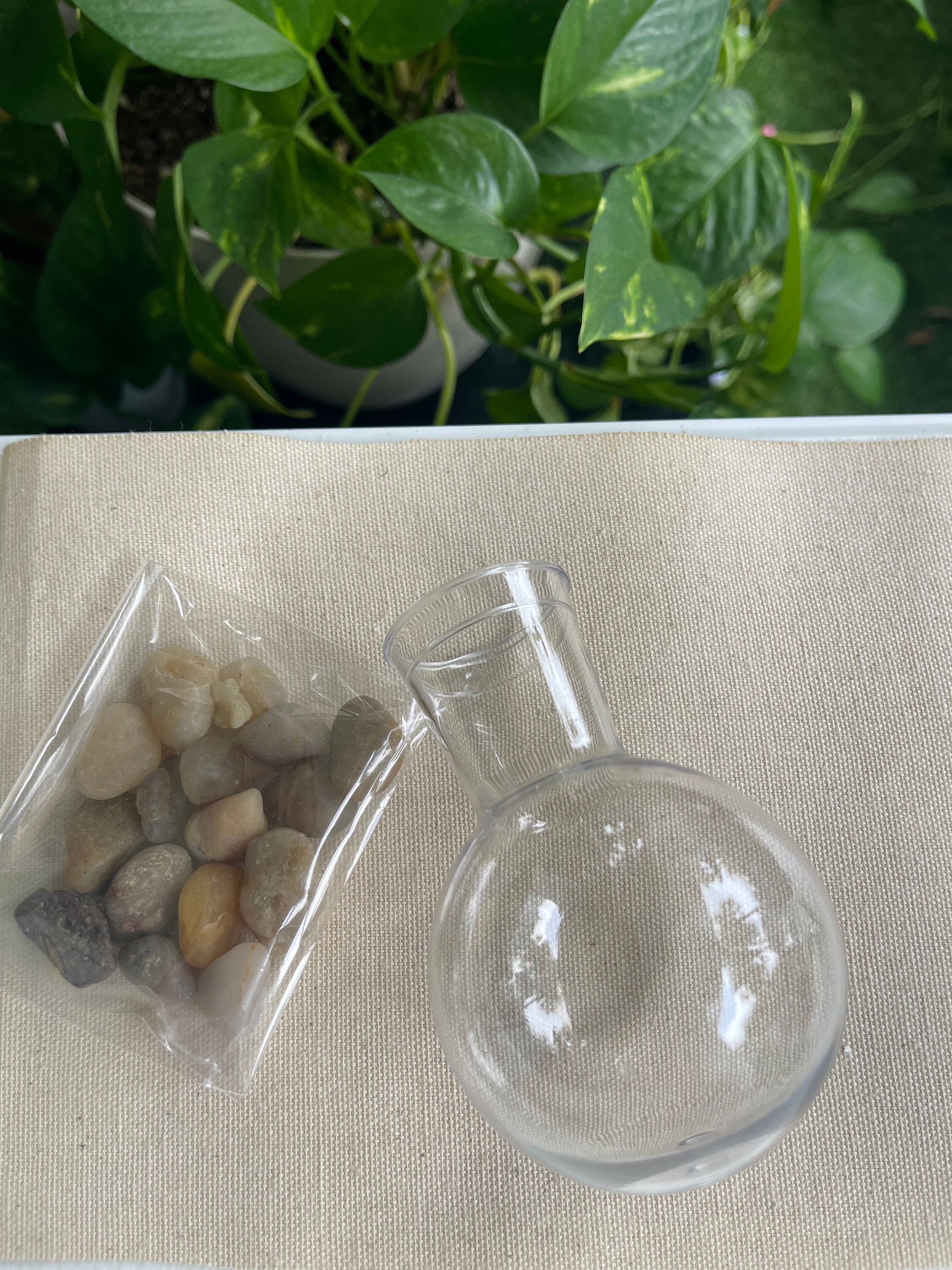 Copper Propagation Station includes Pothos Plant Cutting and Rock Base ...