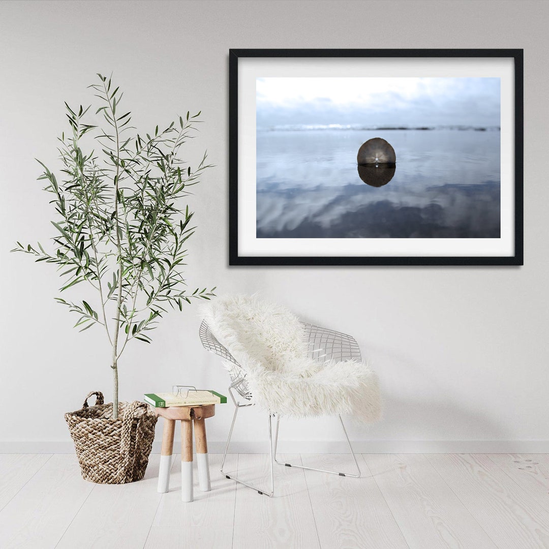 Sand Dollar Seashell Beach Ocean Sea Art, Wall Art, Home Decor ...