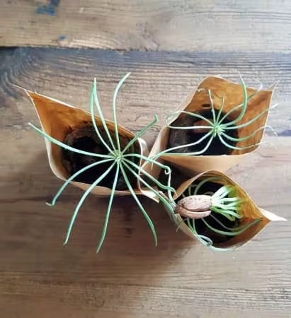 Happy Birthday Personalized Tree Greeting Gift, We Plant 10 More Trees ...