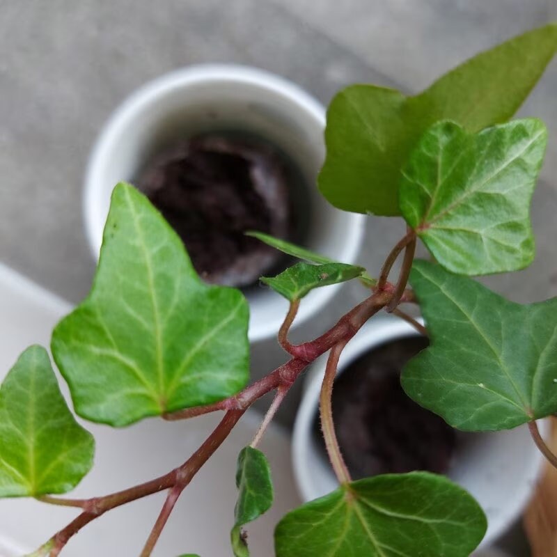 Happy Birthday Personalized Tree Greeting Gift, We Plant 10 More Trees ...