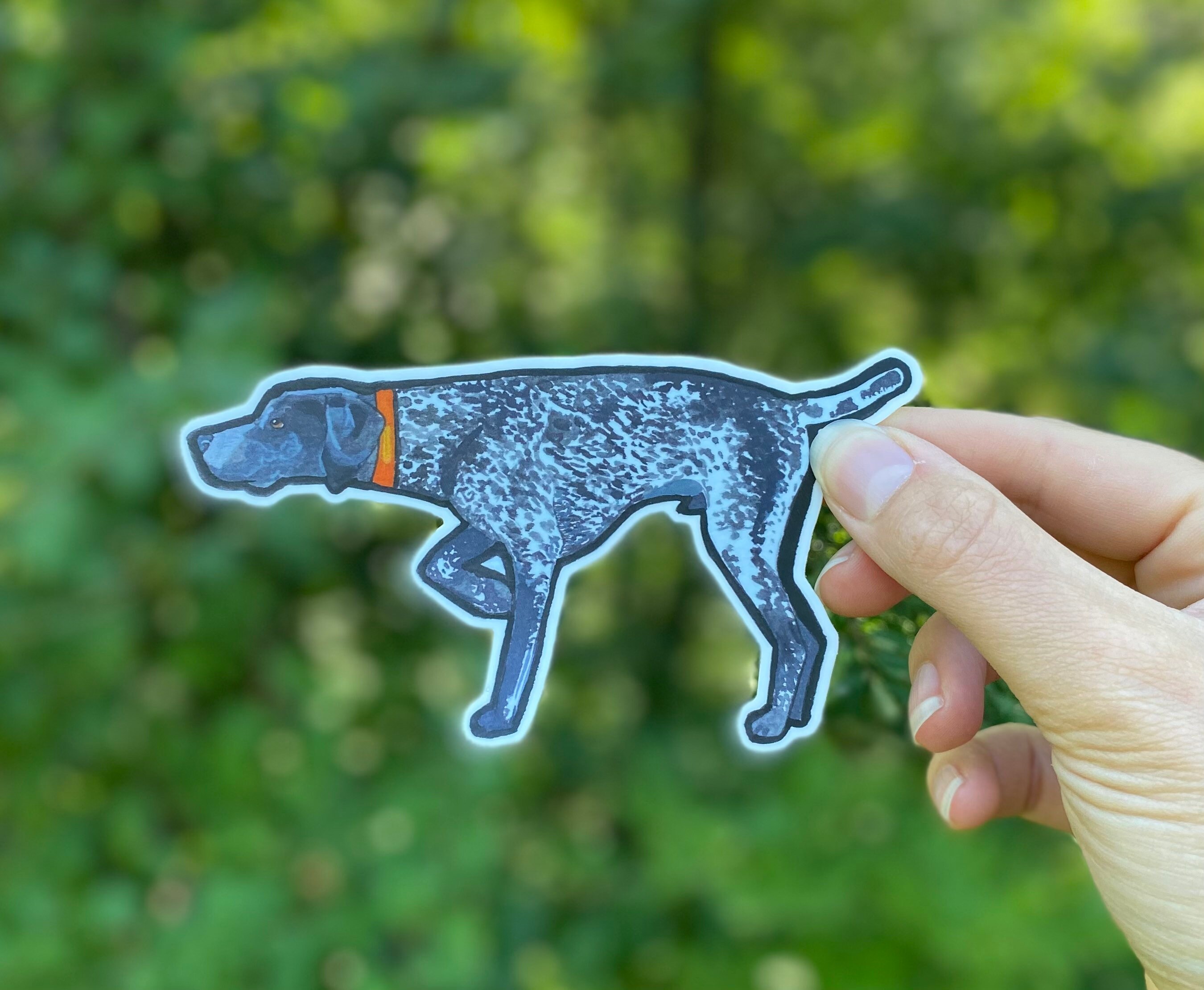 Boy Or Girl German Shorthaired Pointer