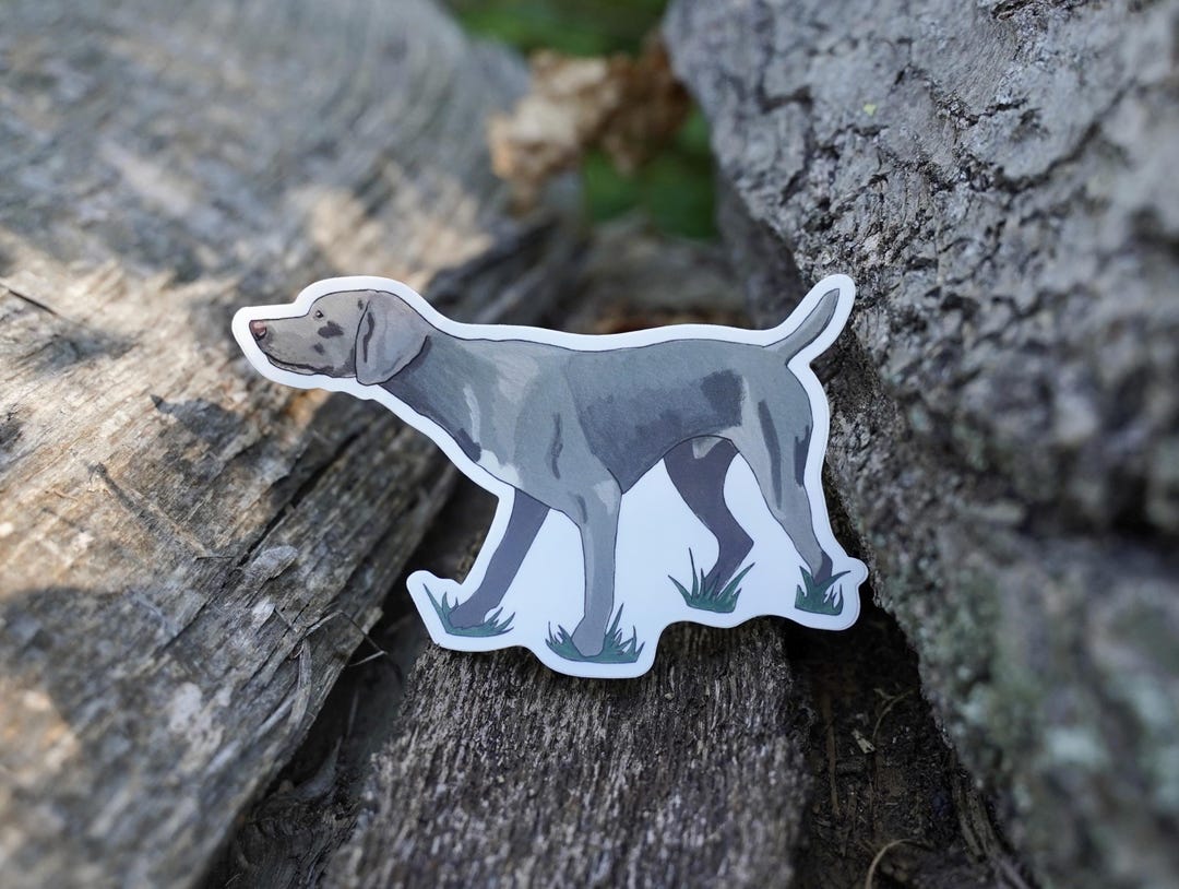 Weimaraner Dog Pointing 5" Die Cut Vinyl Sticker Decal: Durable Matte ...