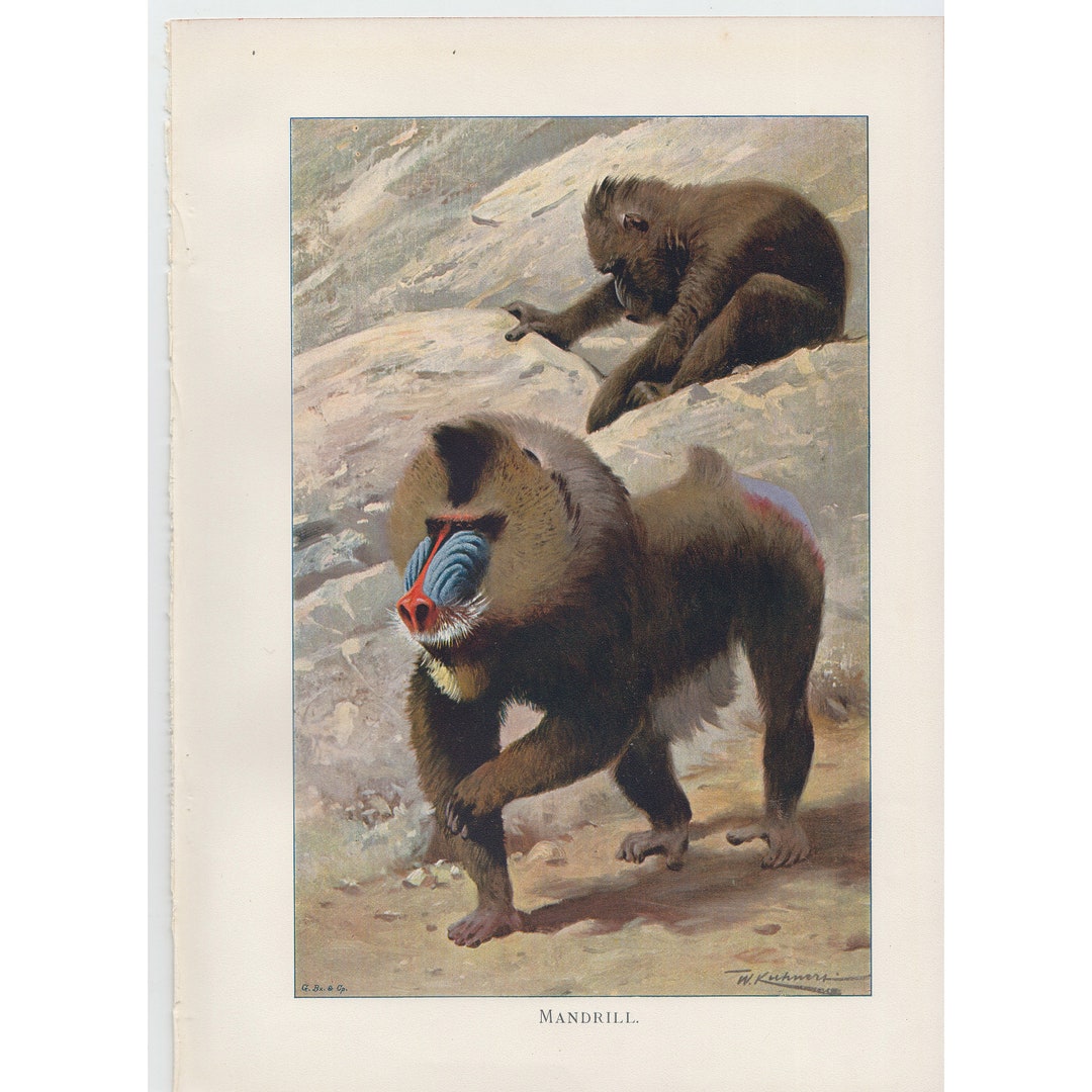 Antique Print - Mandrill - From Wild Life of the World 1916 - Etsy