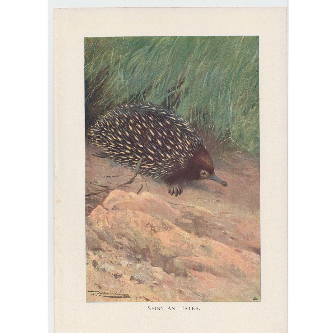 Antique Print - Spiny Ant-eater - From Wild Life of the World 1916 - Etsy