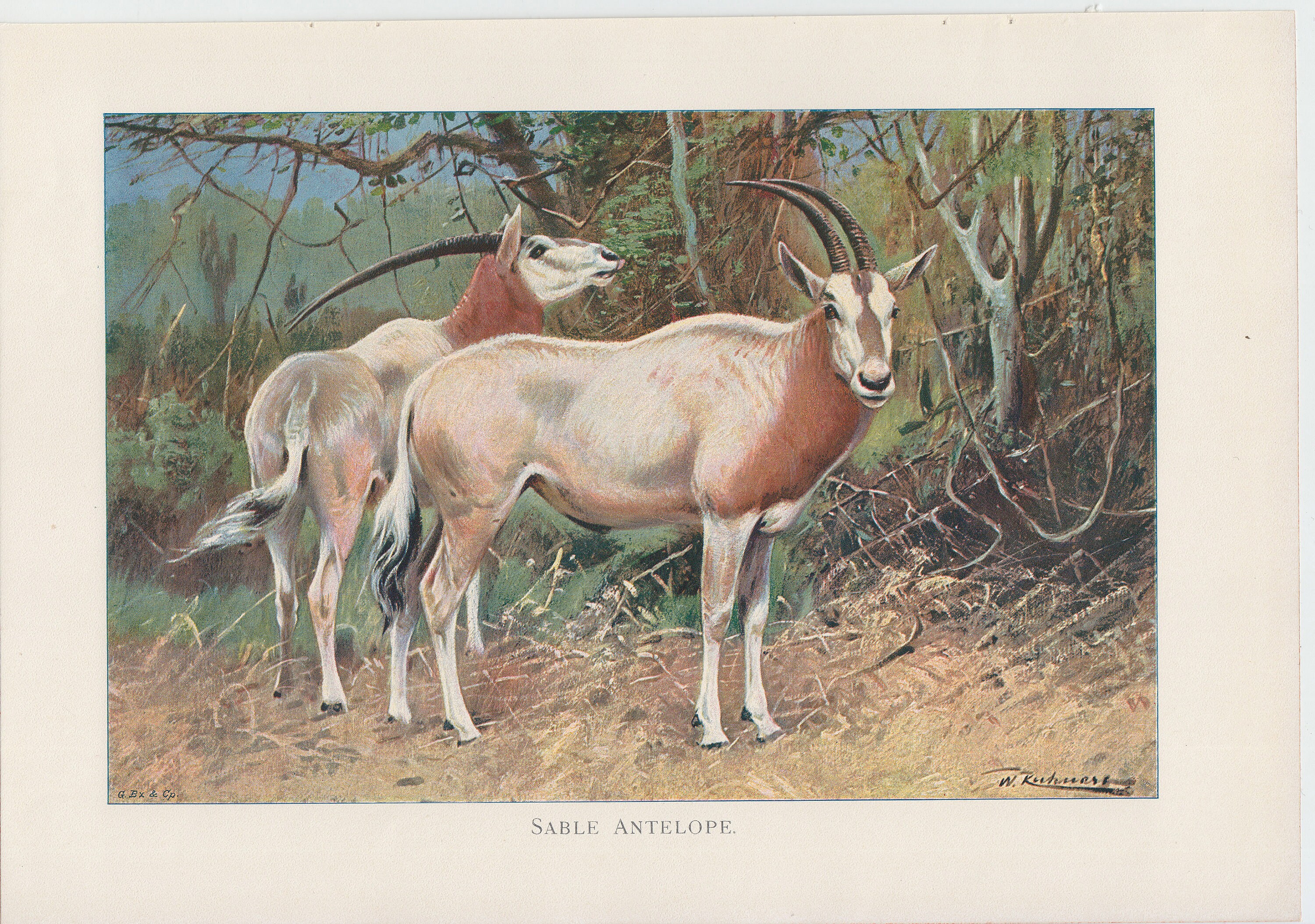 Sable Antelope Drawing