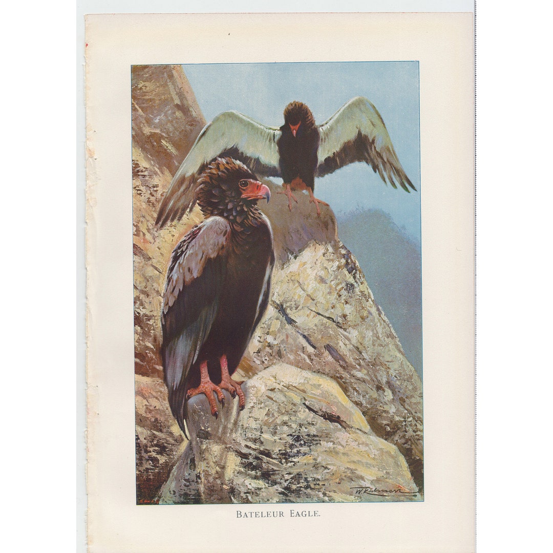 Antique Print - Bateleur Eagle - From Wild Life of the World 1916 ...