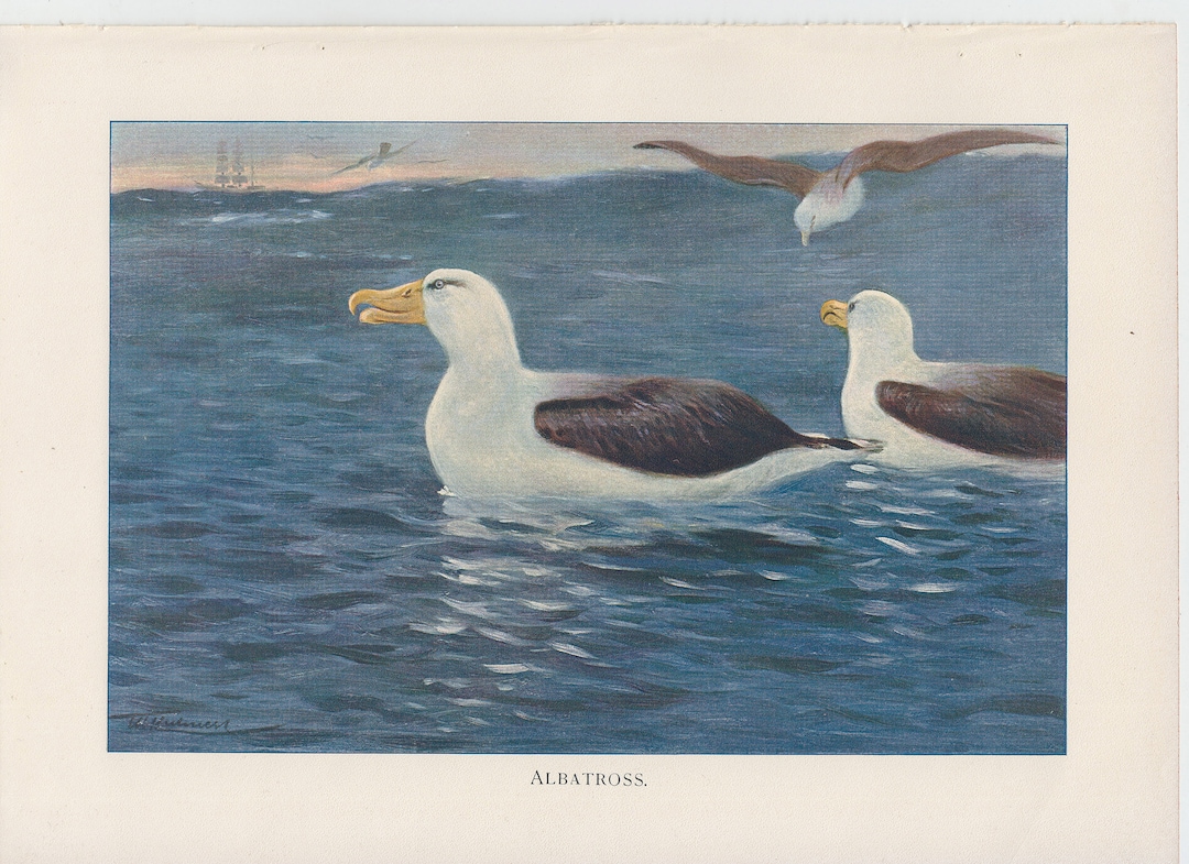 Antique Print - Albatross - From Wild Life of the World 1916 - Etsy