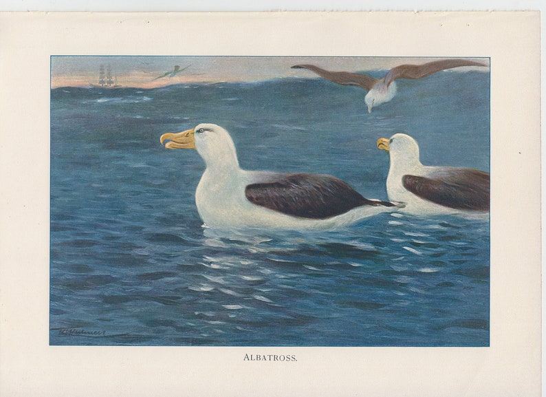 Antique Print - Albatross - From Wild Life of the World 1916 - Etsy