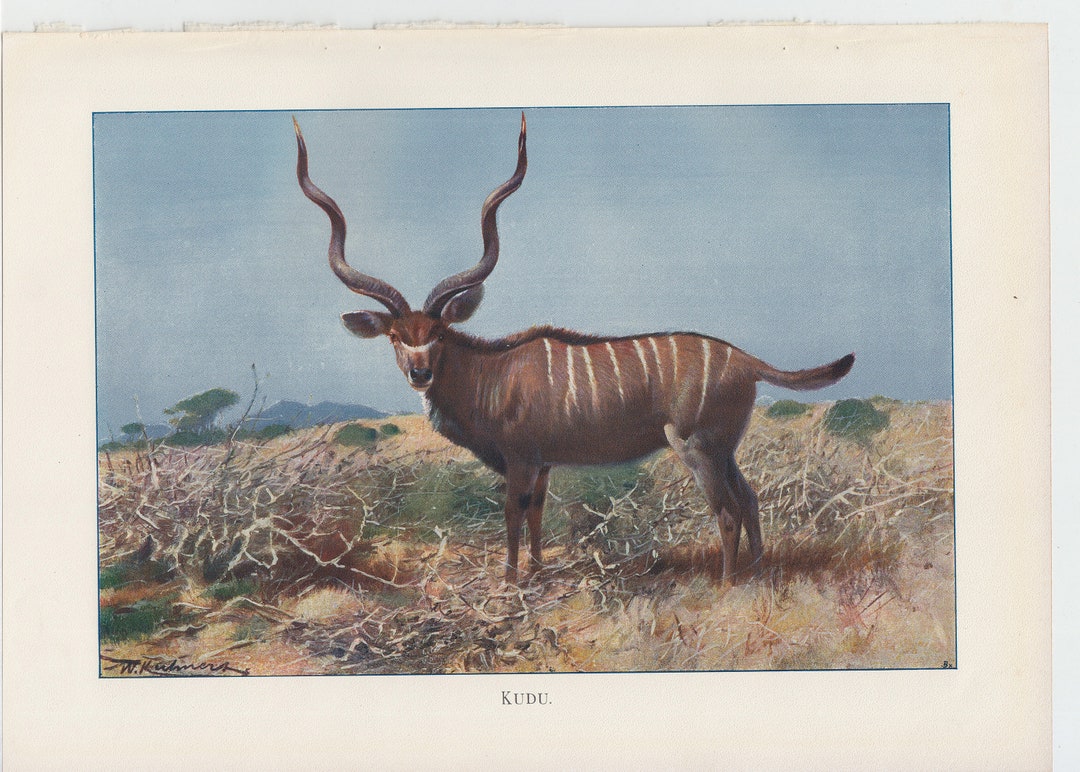 Antique Print - Kudu - From Wild Life of the World 1916 - Etsy