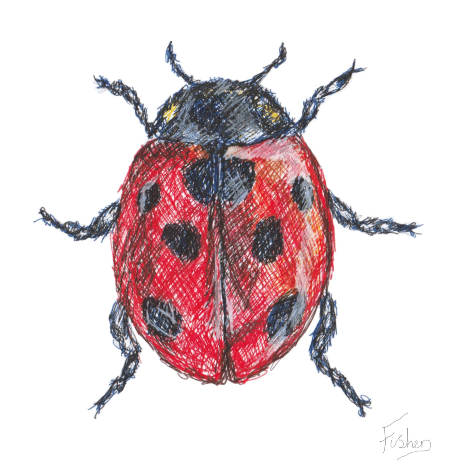 Ladybird Art Print, Ladybird, Giclée, Giclée art print, Insect Print ...