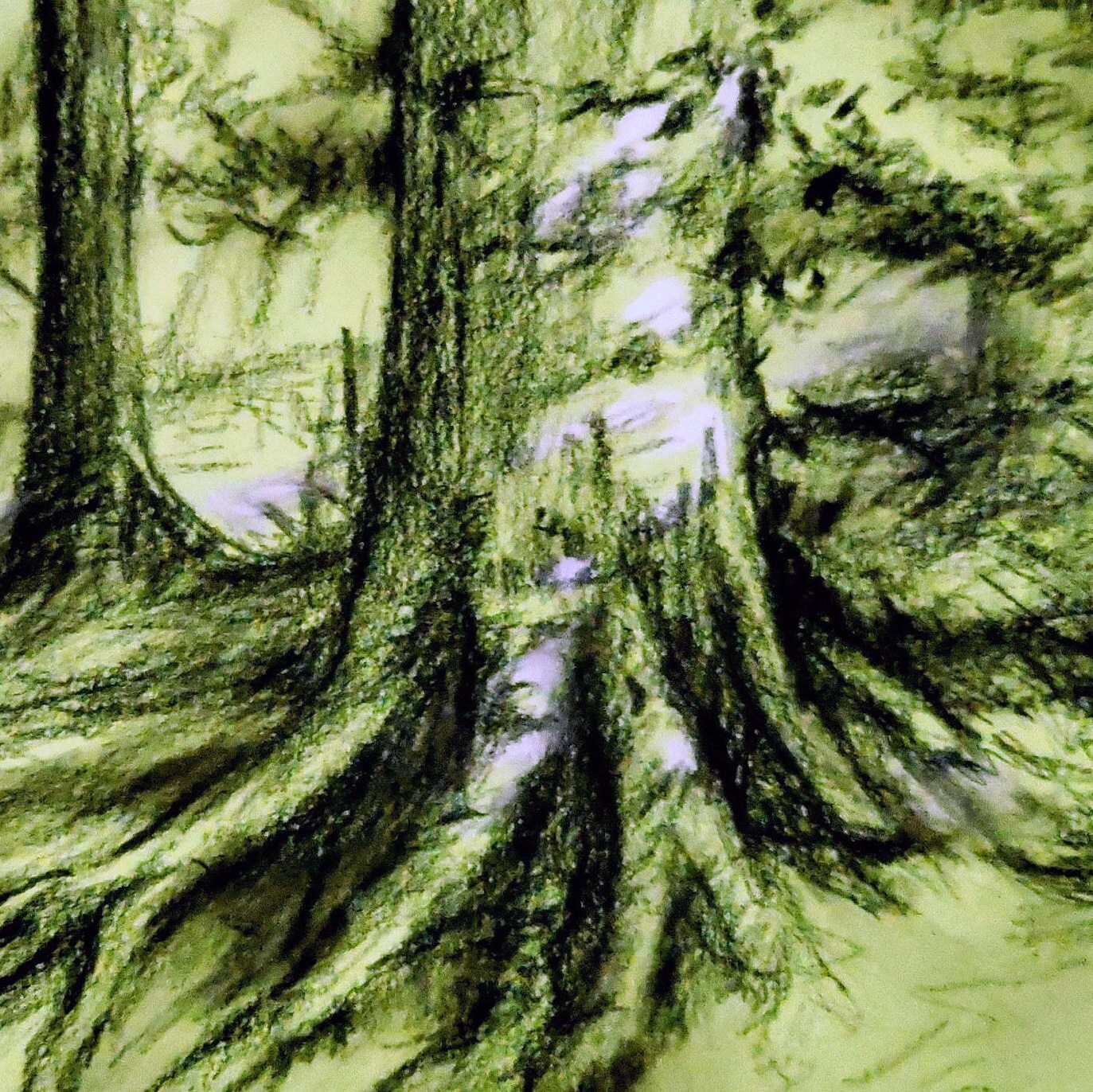 Roots, 9 X 12, Original Pencil Drawing of Forest - Etsy