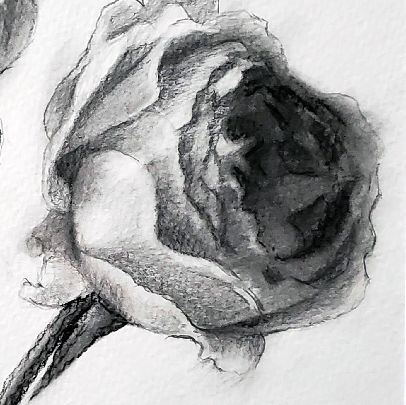 Mara Roses, 9 X 12, Original Charcoal Drawing - Etsy