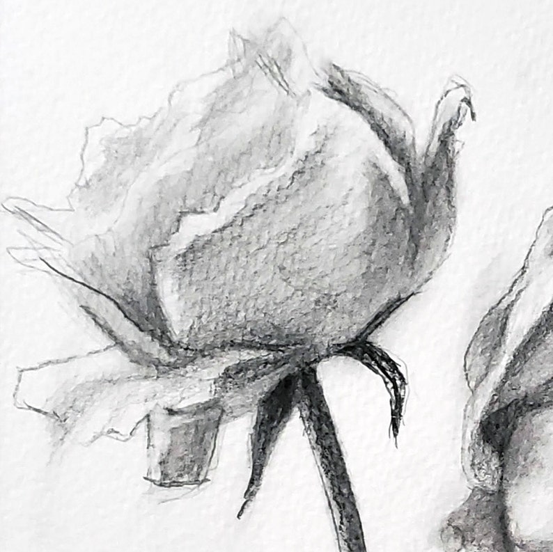 Mara Roses, 9 X 12, Original Charcoal Drawing - Etsy