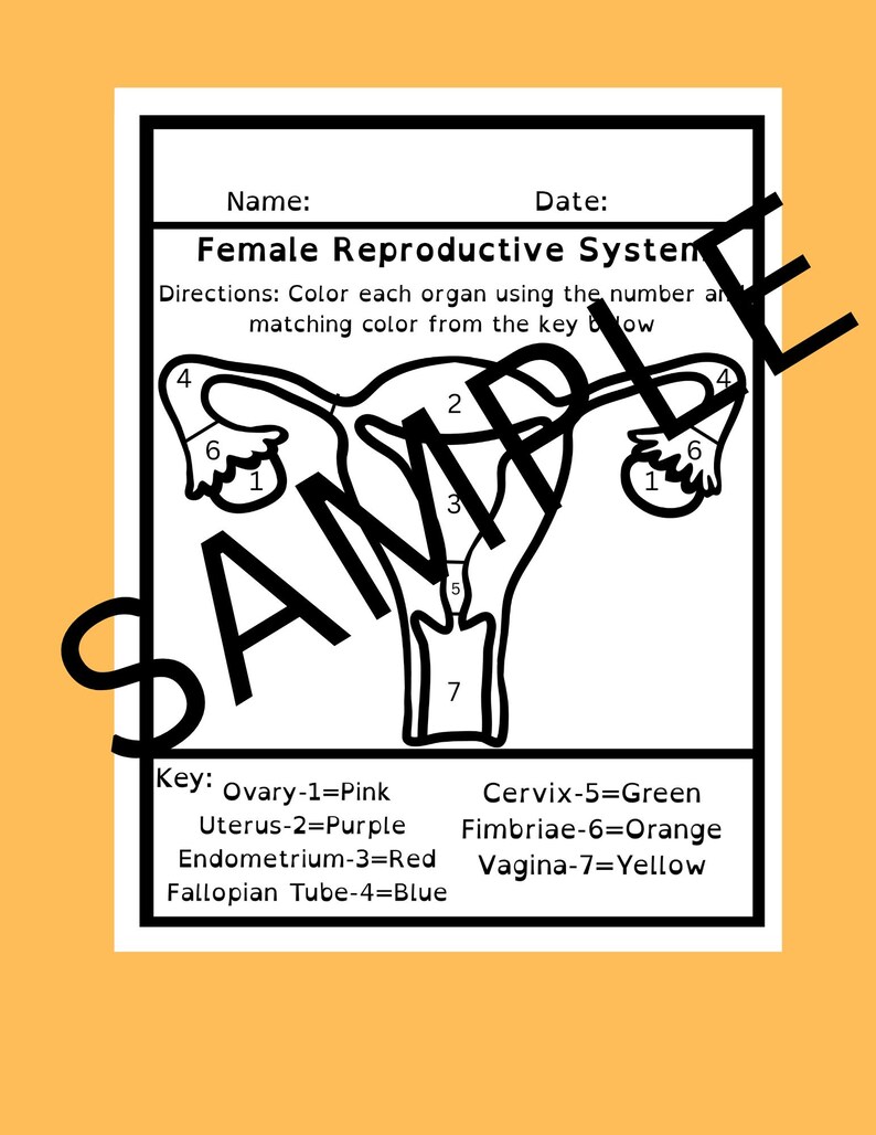 Anatomy Coloring Page Bundle: Rib Cage, Arm Bone, Female Reproductive ...