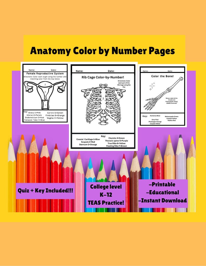 Rib Cage Anatomy Coloring Page: Medical Nursing Study Guide (digital ...