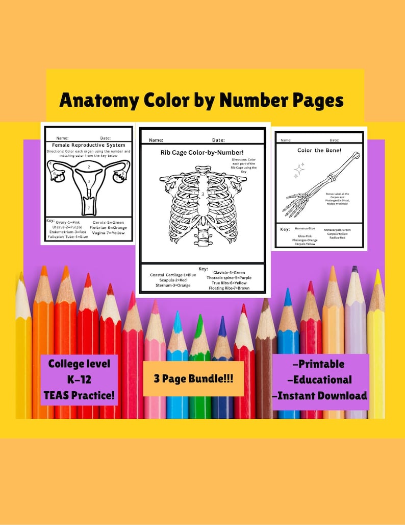 Anatomy Coloring Page Bundle: Rib Cage, Arm Bone, Female Reproductive ...