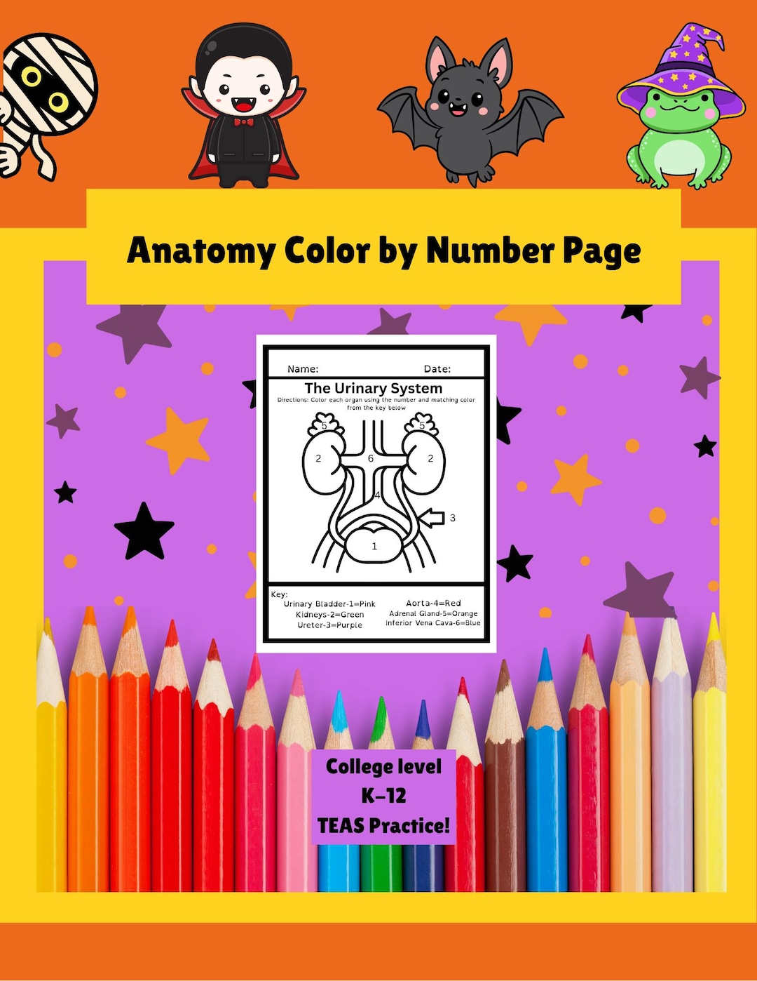 Urinary System Anatomy Coloring Page: Medical Study Guide (digital ...