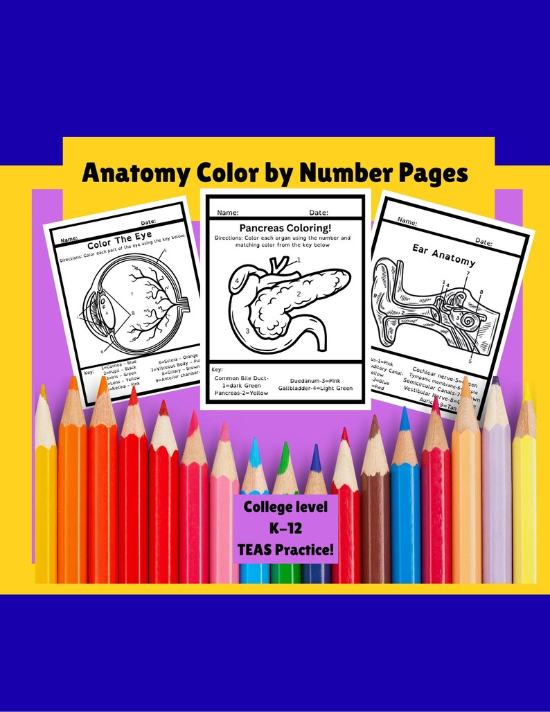 Anatomy Coloring Pages: Nurse & Medical Student Study Guide (digital ...