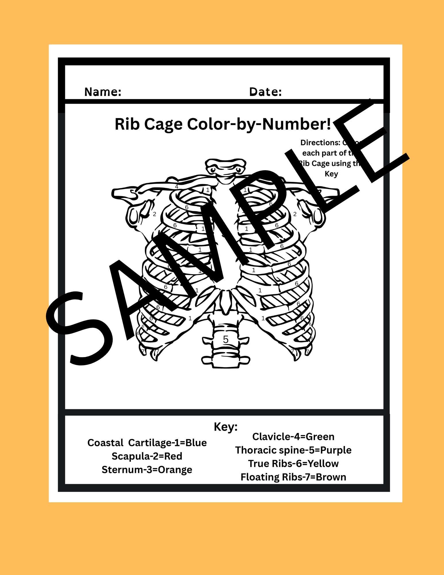 Anatomy Coloring Page Bundle: Rib Cage, Arm Bone, Female Reproductive ...