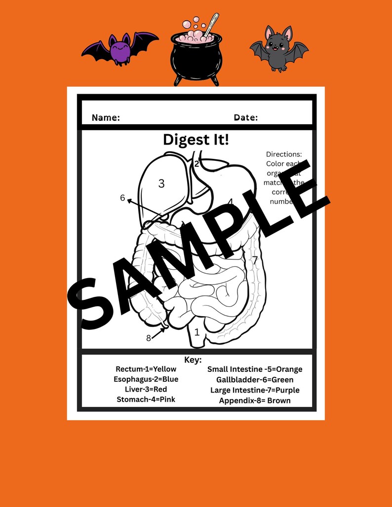 Anatomy Coloring Page: Digestive System - Medical/nursing Student ...