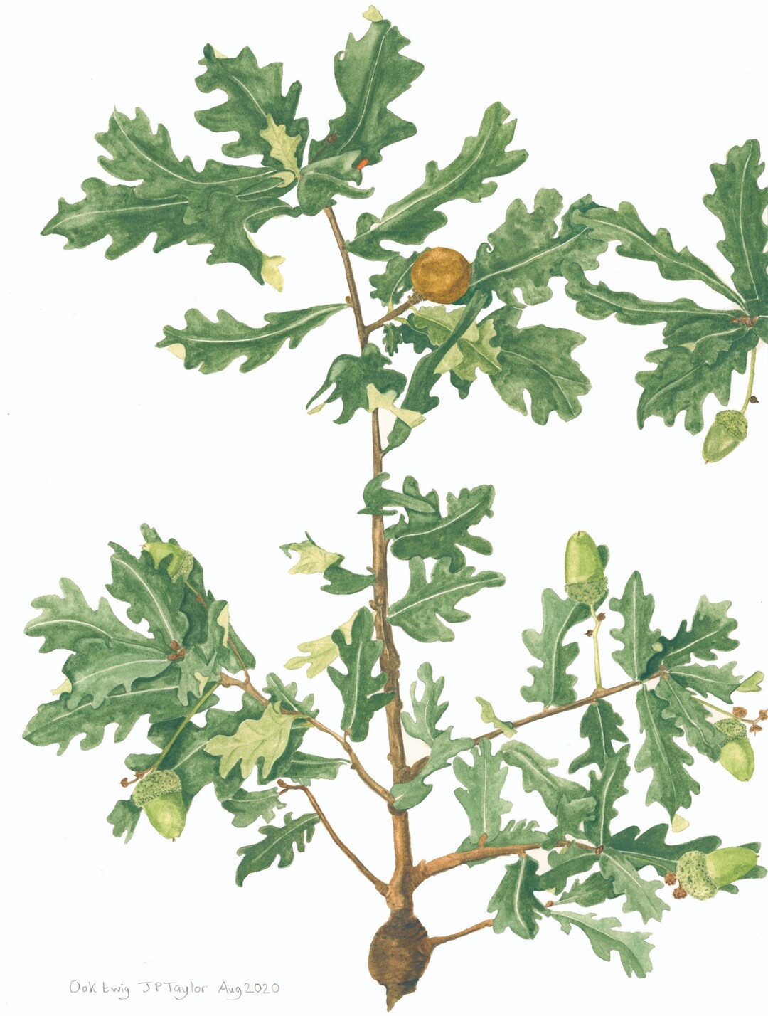 Oak Twig | Botanical Watercolour Print - Etsy