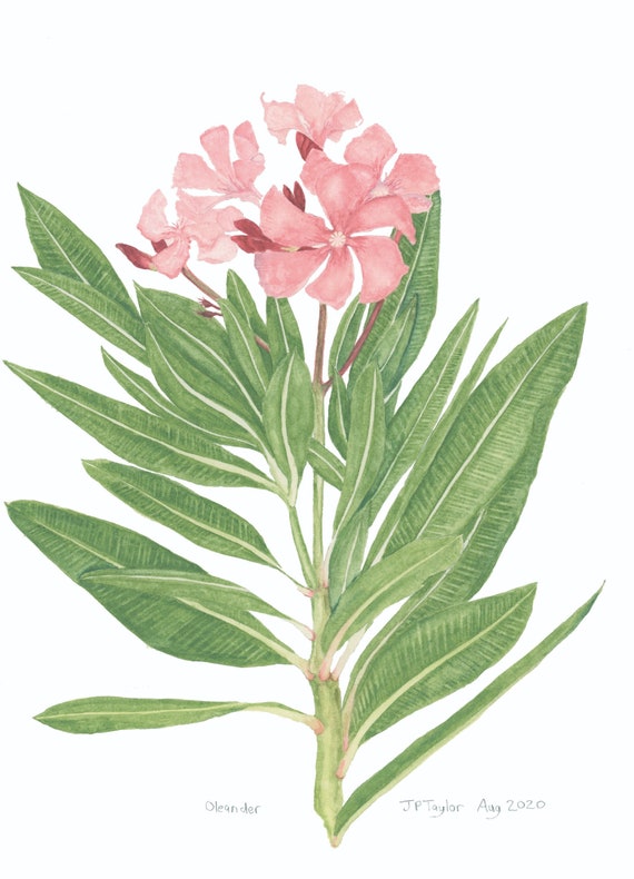Oleander Botanical Watercolour Print - Etsy
