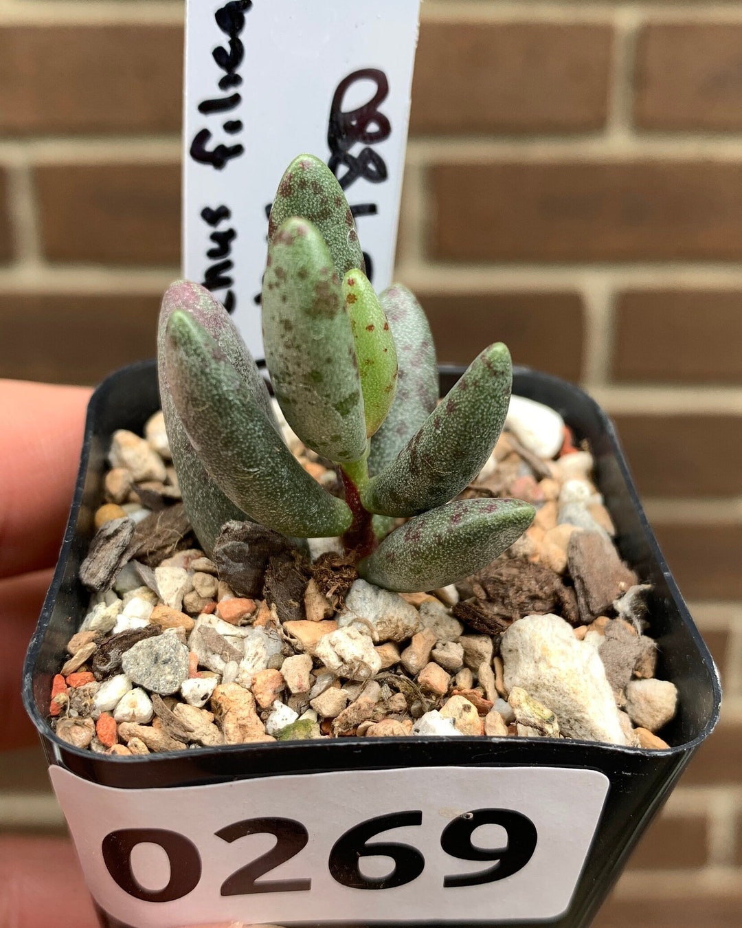 0269 Adromischus Filicaulis SW of Khubus PVB 9880 Succulent - Etsy