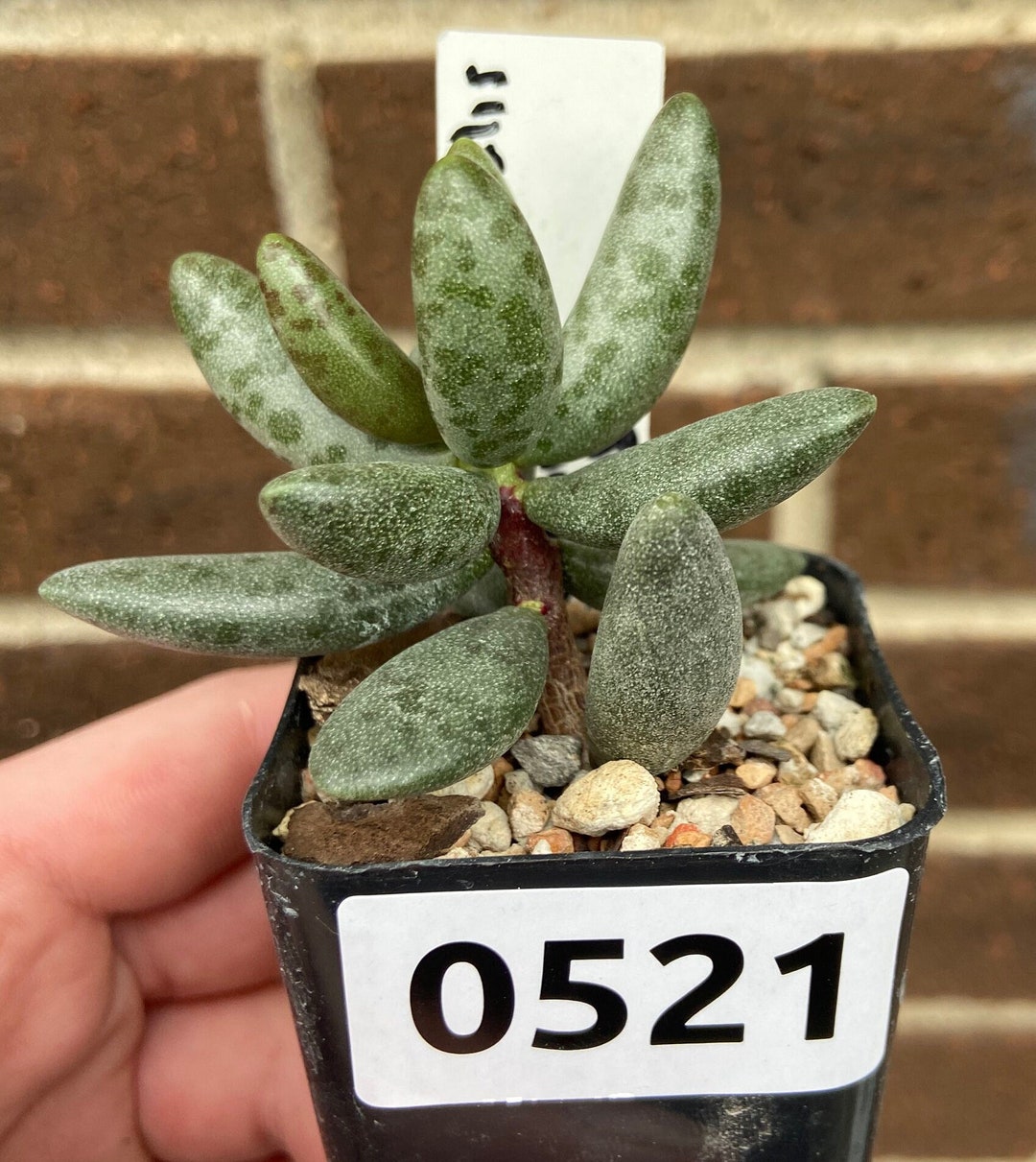 0521 Adromischus Filicaulis, SW of Khubus, PVB 9880, Succulent 2 Pot - Etsy
