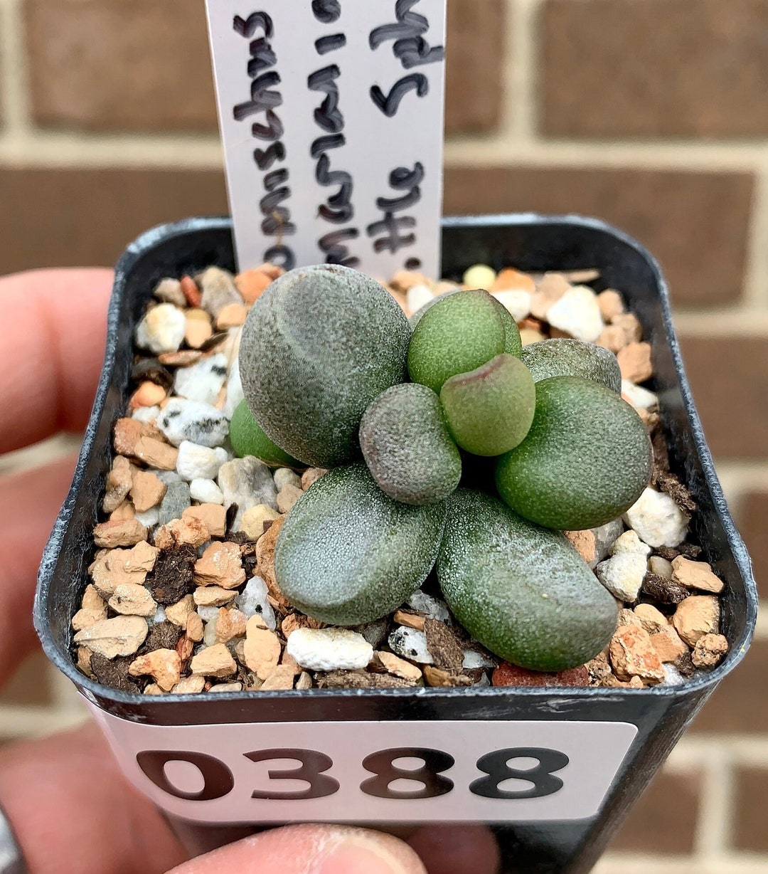 0388 Adromischus Marianiae Little Spheroid, Succulent 2 Pot - Etsy