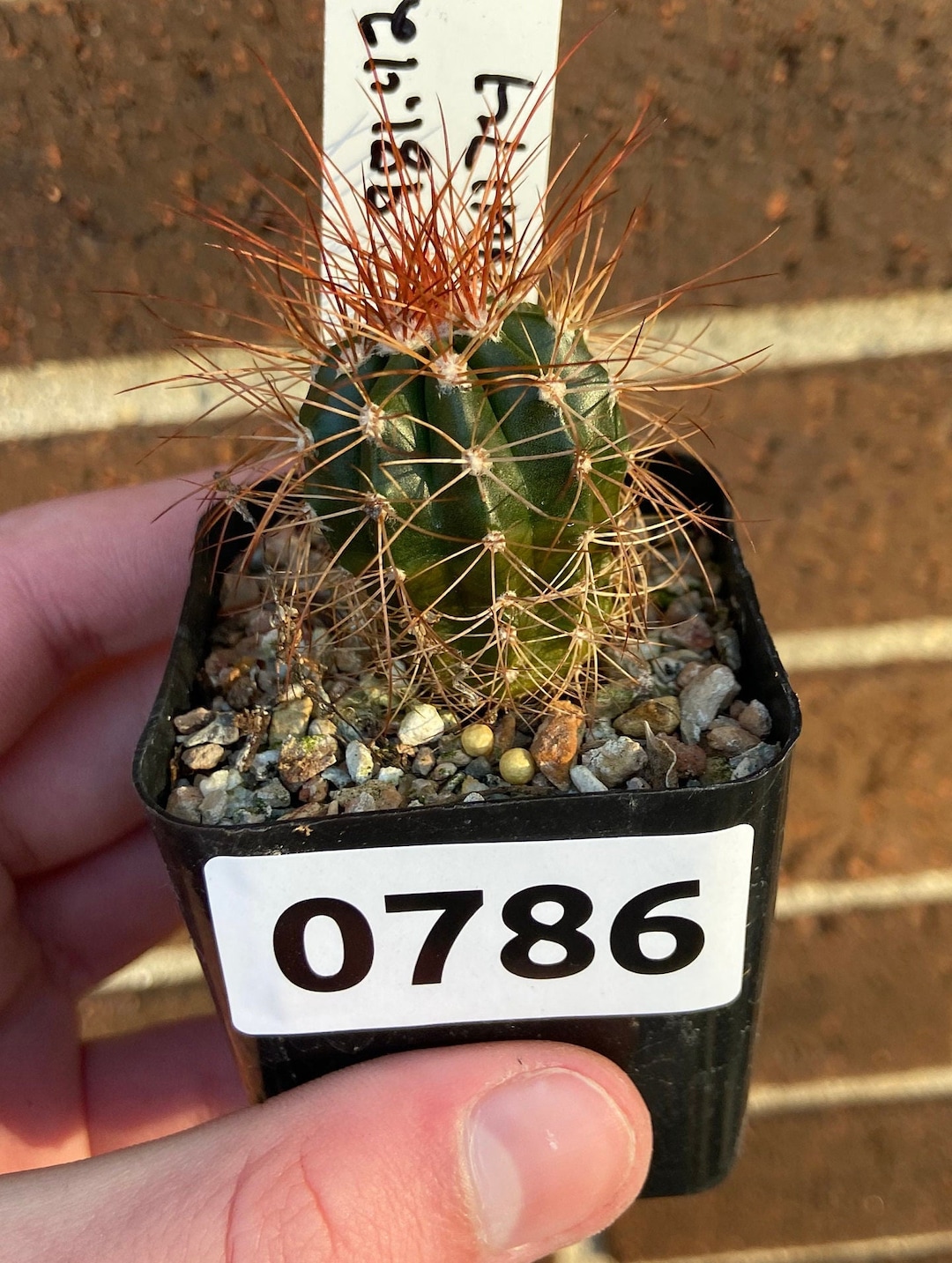 0786 Melocactus Neglectus Diamantinensis, HU174, Cactus 2 Pot - Etsy