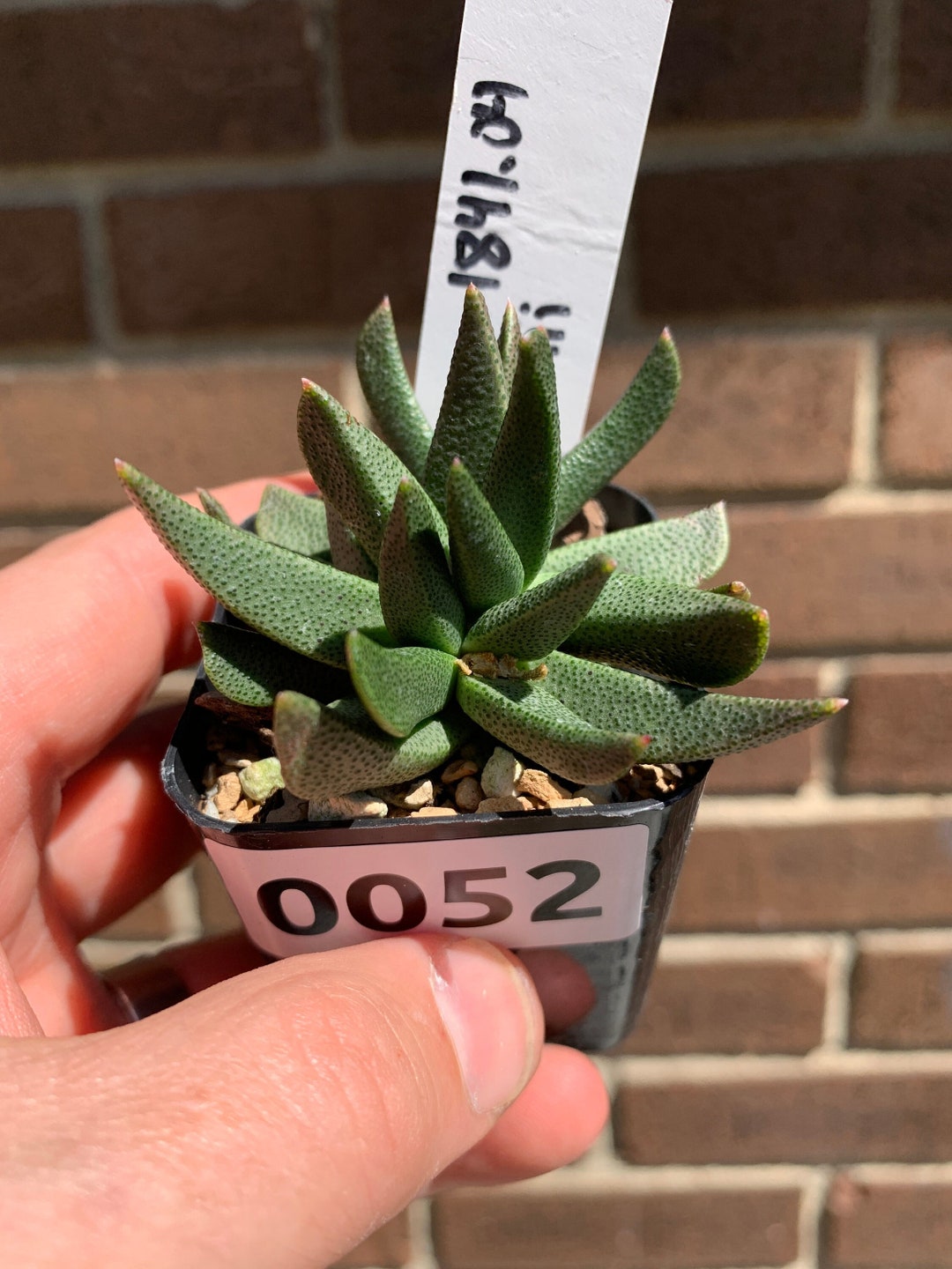 0052 Rabiea Comptonii, Bloemfontein, Succulent 2 Pot - Etsy