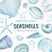 Watercolor Clipart Seashells.summer Print-nautical Theme: - Etsy