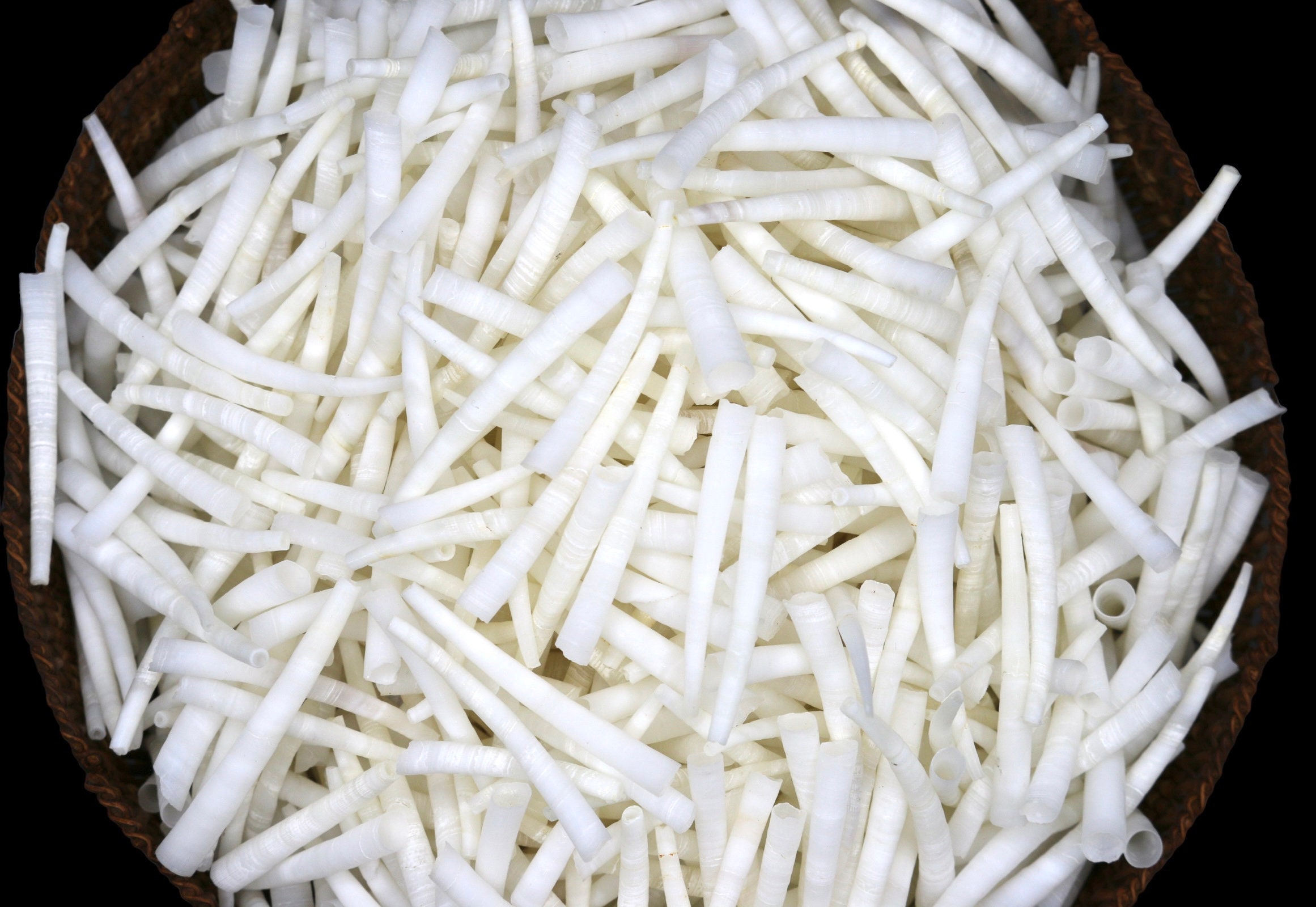 1/2 Lb, Large Smooth Dentalium Shells, Dentalia, Native American ...