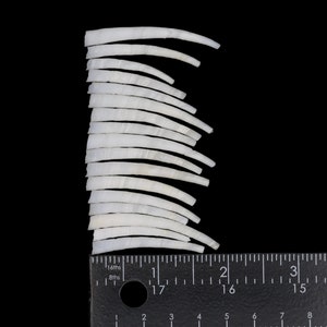 1/2 Lb, Large Smooth Dentalium Shells, Dentalia, Native American ...