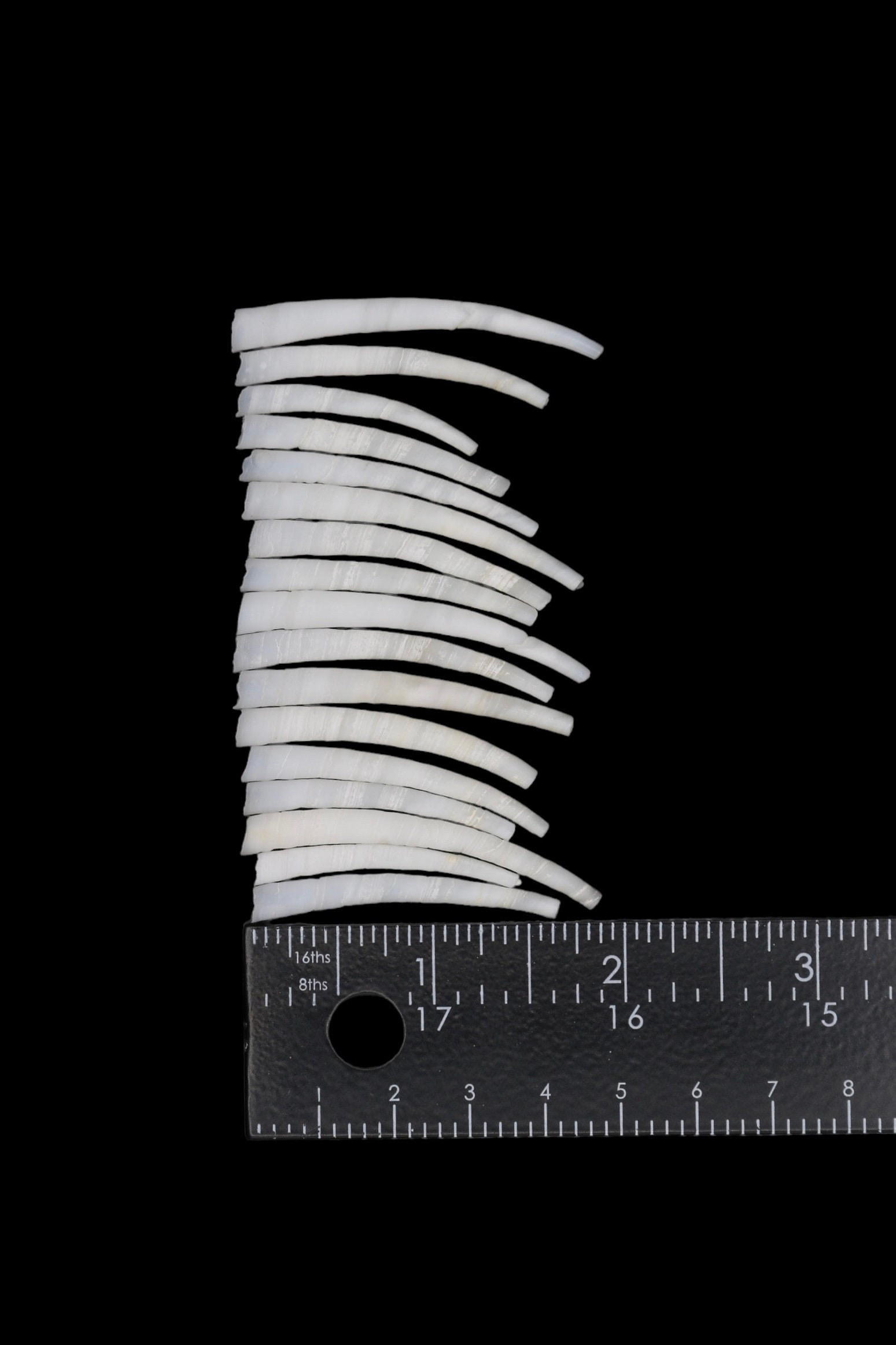 1/2 Lb Large Smooth Dentalium Shells Dentalia Native - Etsy