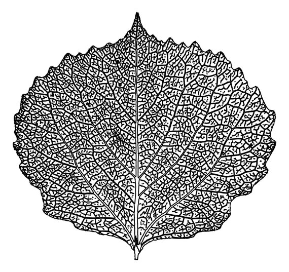 Aspen Leaf SVG PNG EPS Jpg Dxf Files Cut Files for Cricut - Etsy