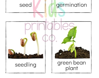PRINTABLE Green Bean Plant Life Cycle Matching Cards Identification ...