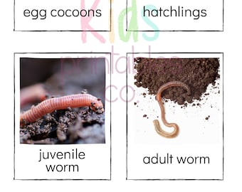 Earthworm Life Cycle For Kids