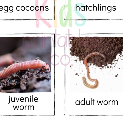 Earthworm Life Cycle Identification Cards | Etsy