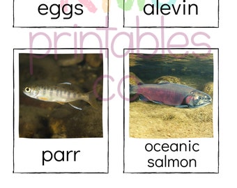 Montessori Life Cycle of A Salmon 5 Parts Cards (Download Now) - Etsy