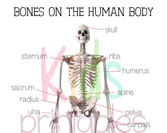 Human Bones Educational Poster - Etsy