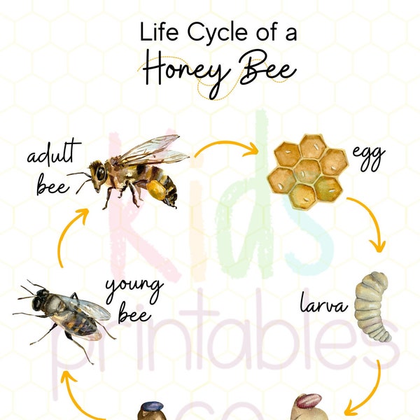 Life Cycle of a Honey Bee - Etsy