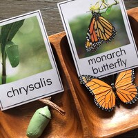Poster Life Cycle Monarch Butterfly | Montessori Learning Poster ...