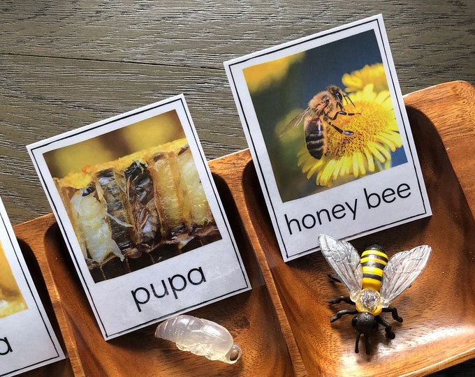 Bee Flashcards | Honeybee Flashcards | Nature Flashcards | Bee Study ...