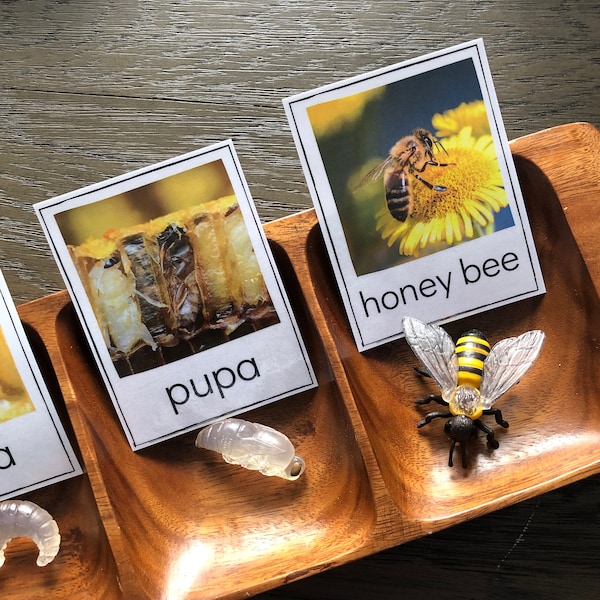 Life Cycle of a Honey Bee - Etsy